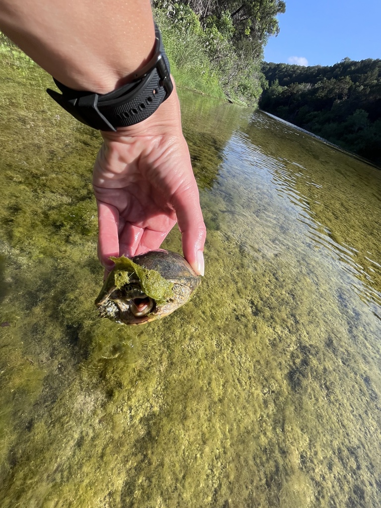 Eastern Musk Turtle from Bull Creek, Austin, TX, US on June 8, 2024 at ...