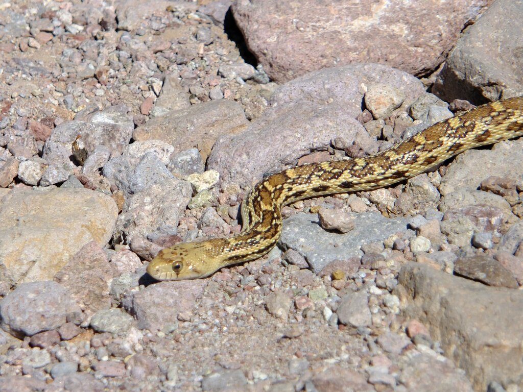 Sonoran Gopher Snake from Yuma County, AZ, USA on April 19, 2019 at 07: ...