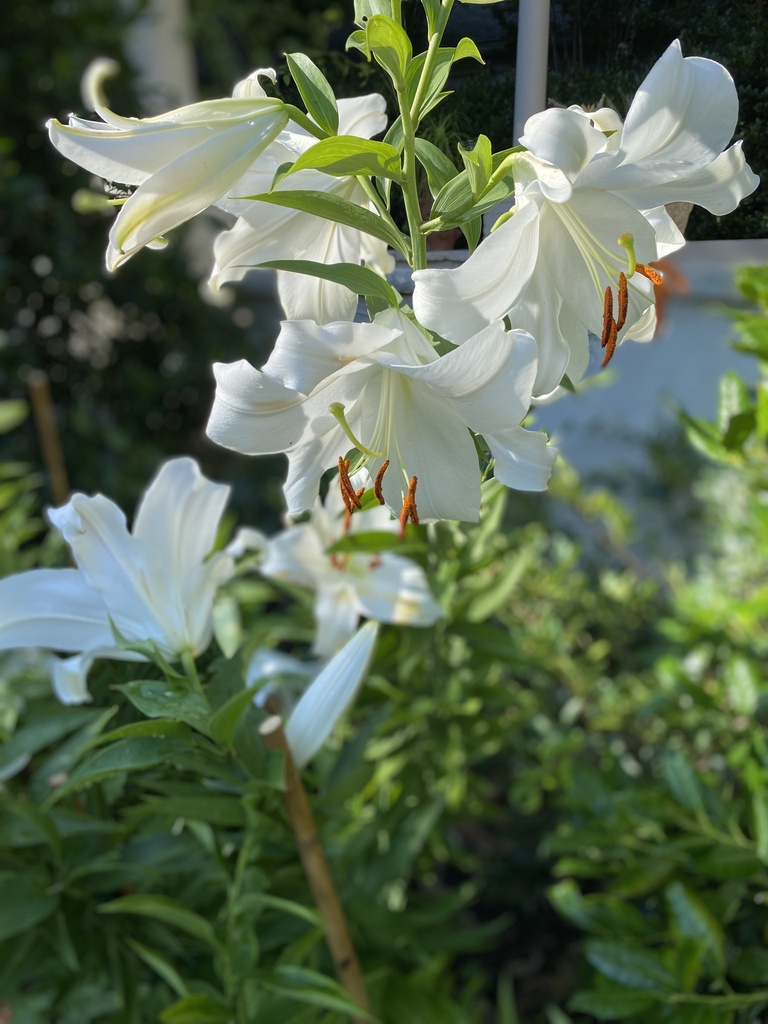 true lilies from Chandor Gardens, Weatherford, TX, US on June 8, 2024 ...