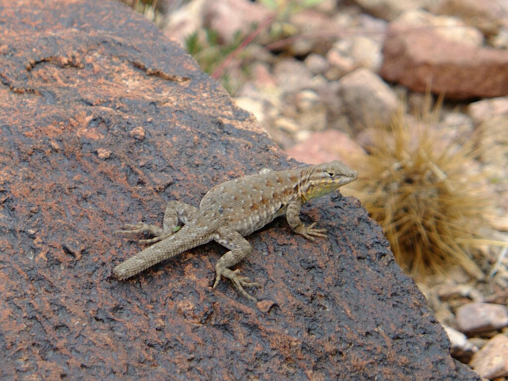 Western Side-blotched Lizard from Yuma County, AZ, USA on April 5, 2019 ...
