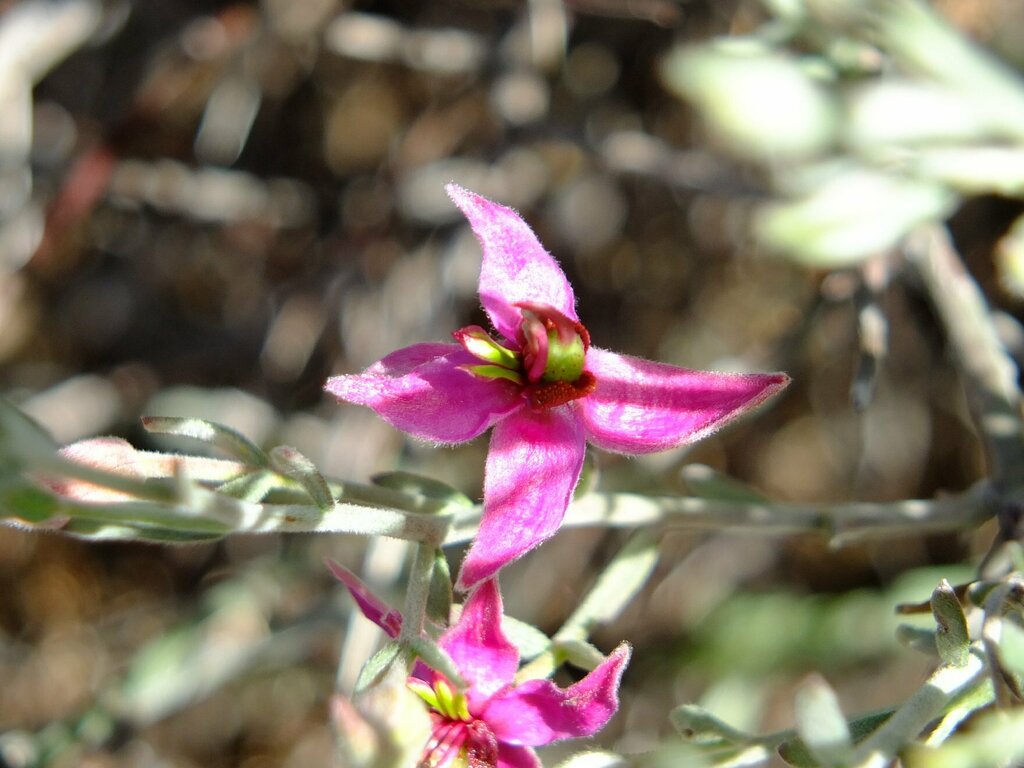 White Rhatany from Yuma County, AZ, USA on April 7, 2019 at 07:44 AM by ...