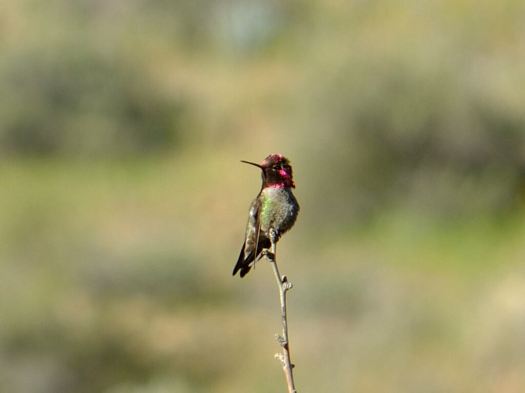 Anna's Hummingbird from Yuma County, AZ, USA on April 4, 2019 at 07:51 ...