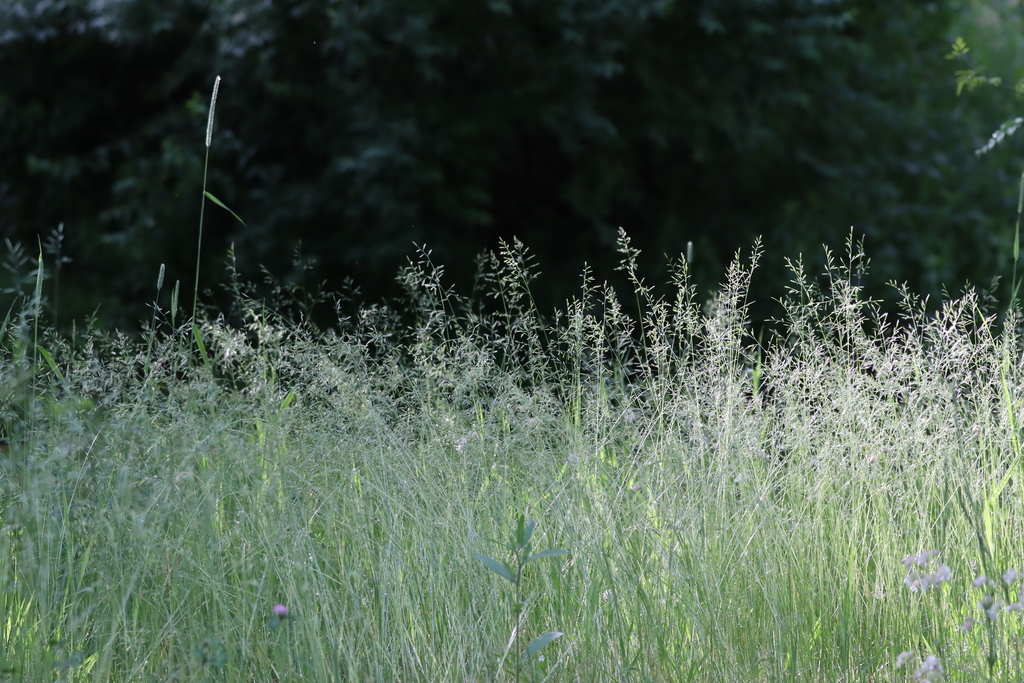 grasses from Estrie, QC, Canada on June 7, 2024 at 06:16 PM by François ...