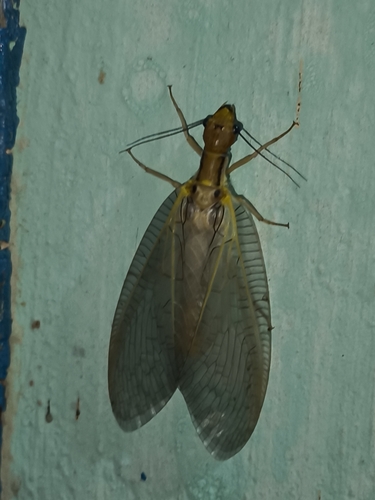 Complejo Protohermes parcus · NaturaLista Colombia