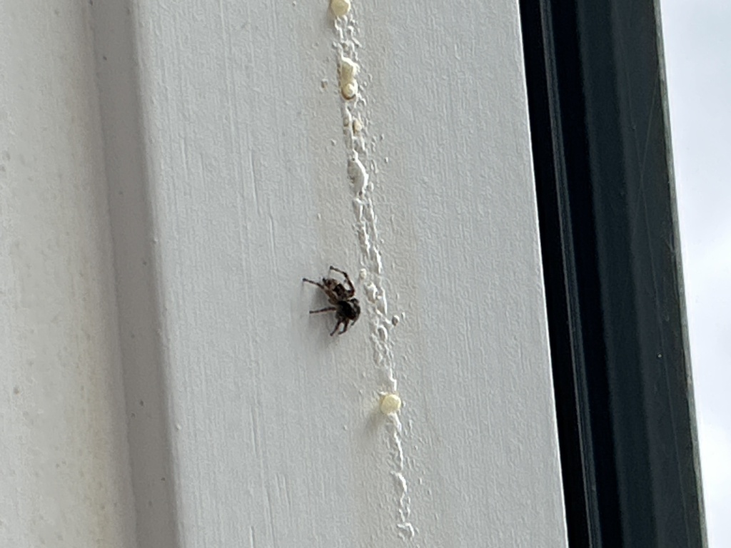 Asiatic Wall Jumping Spider from High Rd, Glen Ellyn, IL, US on June 8 ...