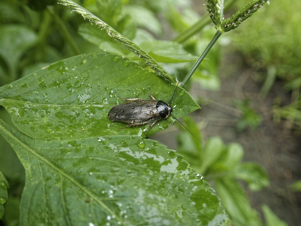 Indian Cockroach in June 2024 by Zuiko Nakaji · iNaturalist
