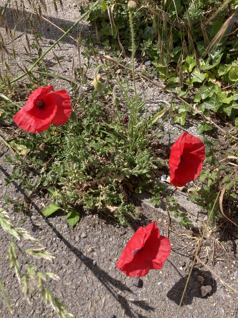 common poppy from Bridge Cottage, Seaton, England, GB on June 8, 2024 ...