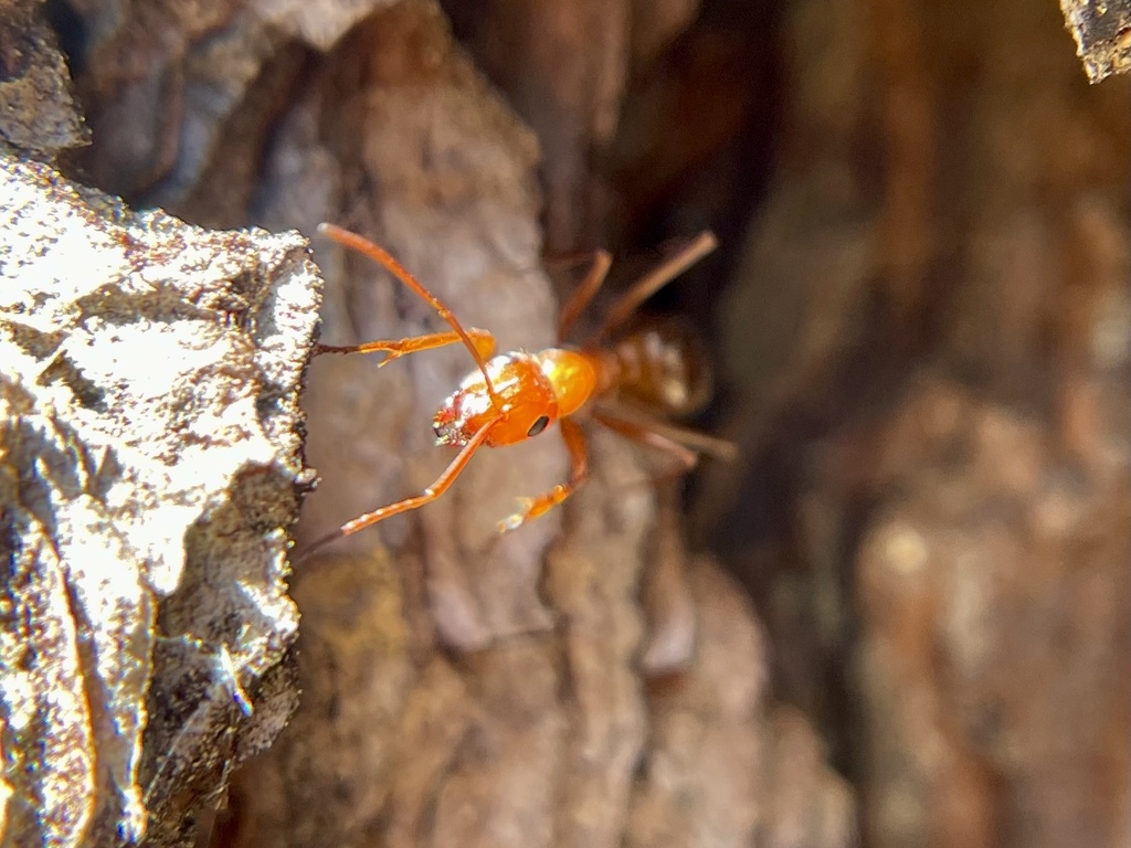 pallidefulva-group Field Ants from CR-532, Chatsworth, NJ, US on June 7 ...