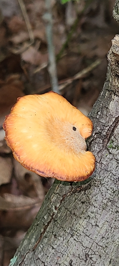 Cerioporus from Holton, IN 47023, USA on June 8, 2024 at 11:29 AM by ...