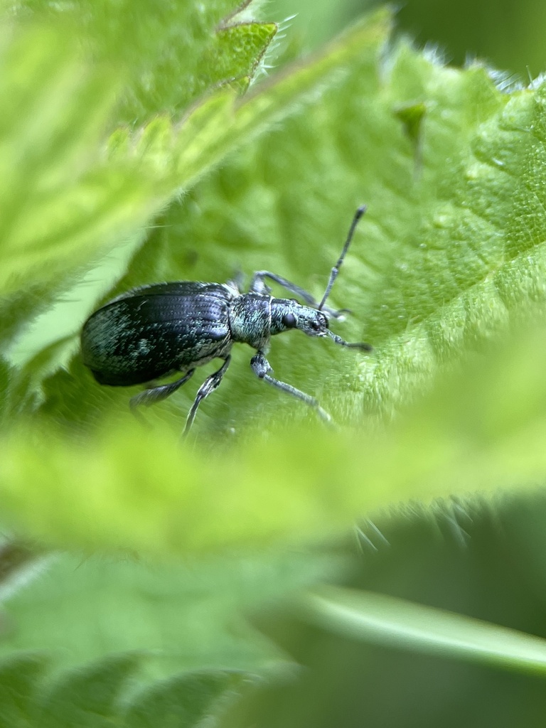 Nettle weevil from Stanmer Park, Brighton, England, GB on June 8, 2024 ...