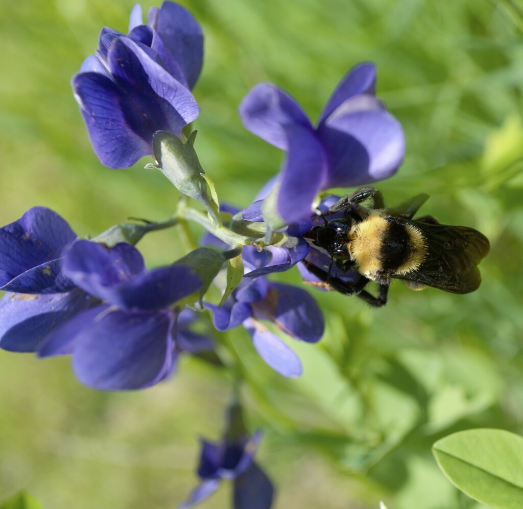 Bumble Bees from Blair, NE 68008, USA on June 8, 2024 at 10:43 AM by ...