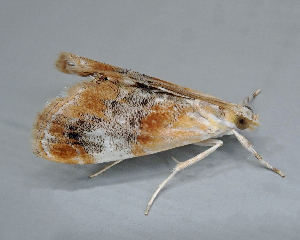 Julia's Dicymolomia Moth from Salem, NH 03079, USA on June 8, 2024 at ...
