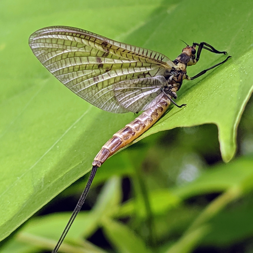 European Green Drake from 78465 Konstanz, Germany on May 18, 2019 at 03 ...