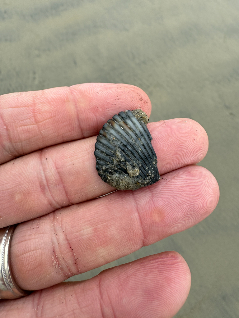 Pacific Calico Scallop from San Diego, CA, US on June 8, 2024 at 08:20 ...