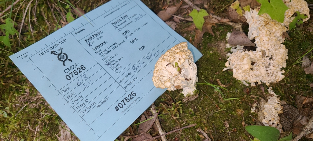 jellied false coral fungus from Holton, IN 47023, USA on June 08, 2024 ...