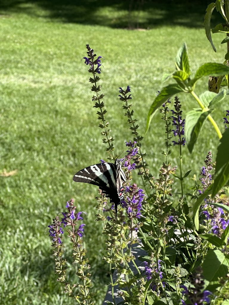 Zebra Swallowtail from Dovecrest Way, Franklin, TN, US on June 7, 2024 ...