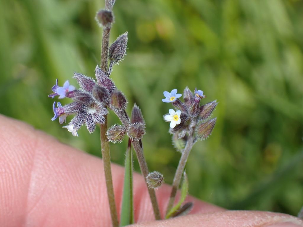 Changing Forget-me-not from Horden, UK on June 8, 2024 at 10:46 AM by ...