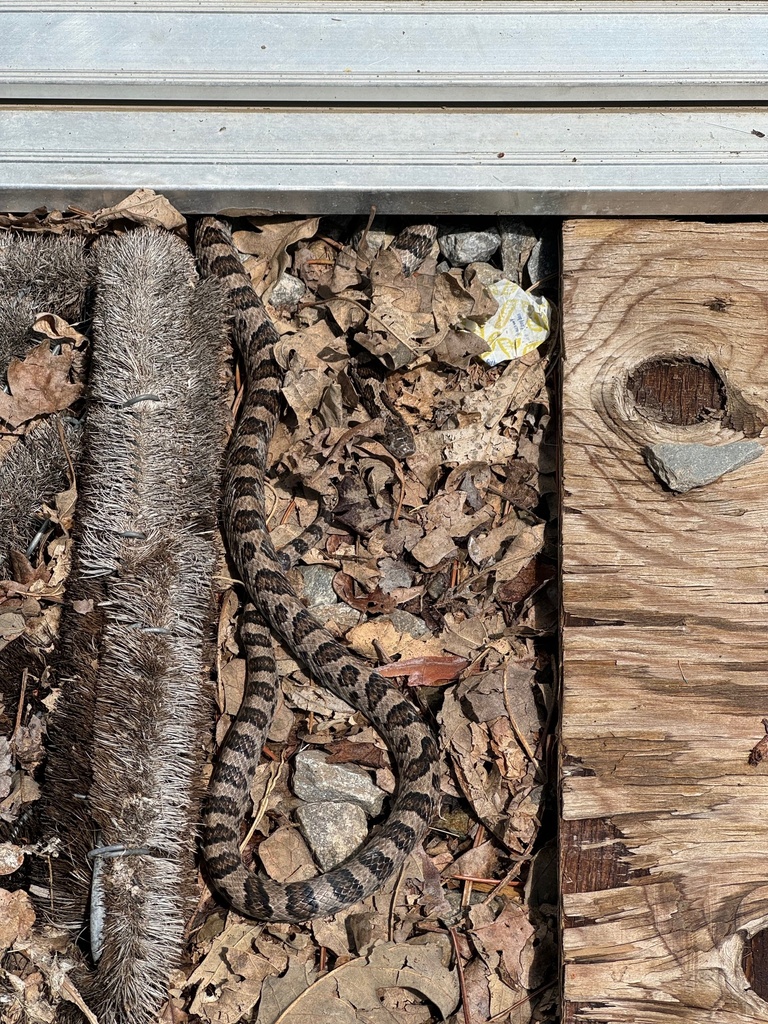 Colubrid Snakes from Lanark County, ON, Canada on June 8, 2024 at 12:16 ...