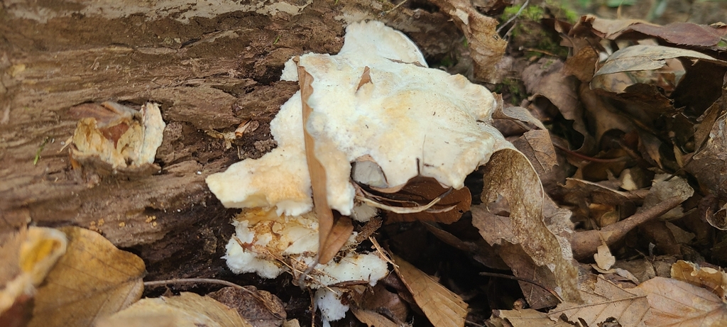 Tyromyces galactinus from Holton, IN 47023, USA on June 8, 2024 at 12: ...