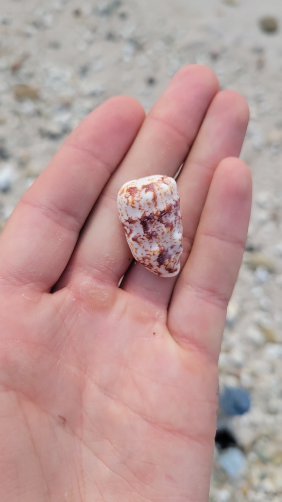 Morum tuberculosum from 63727 Nayarit, Mexico on June 7, 2024 at 03:52 ...