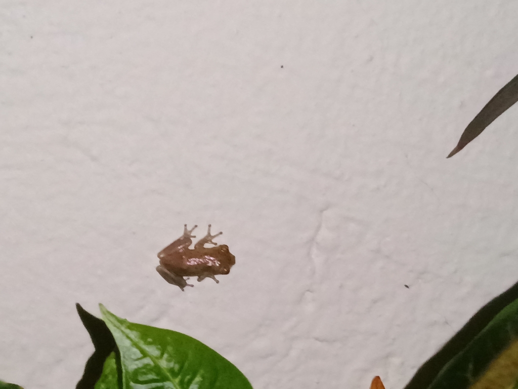 Hispaniolan Common Tree Frog from Cabarete, République dominicaine on ...