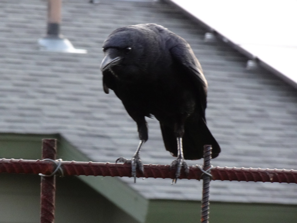 American Crow from Coconino County, US-AZ, US on June 7, 2024 at 07:29 ...