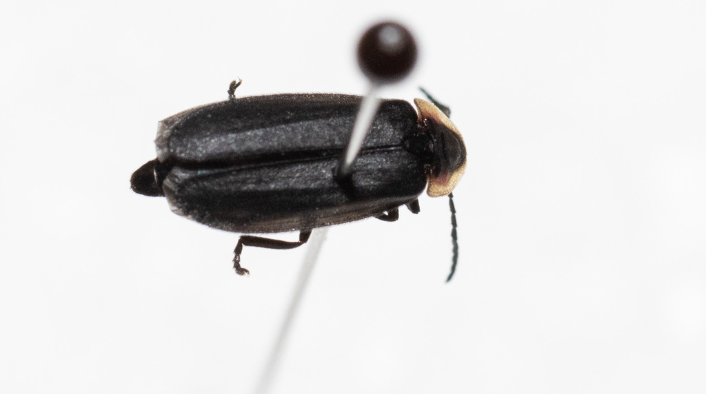 typical fireflies from Centerville, OH, USA on June 7, 2024 at 12:23 AM ...