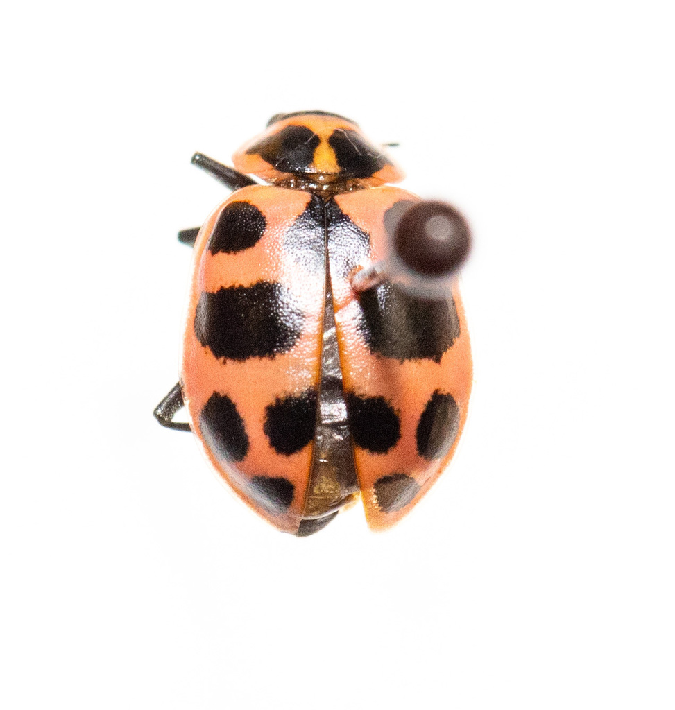 Spotted Pink Lady Beetle from Centerville, OH, USA on June 8, 2024 at ...