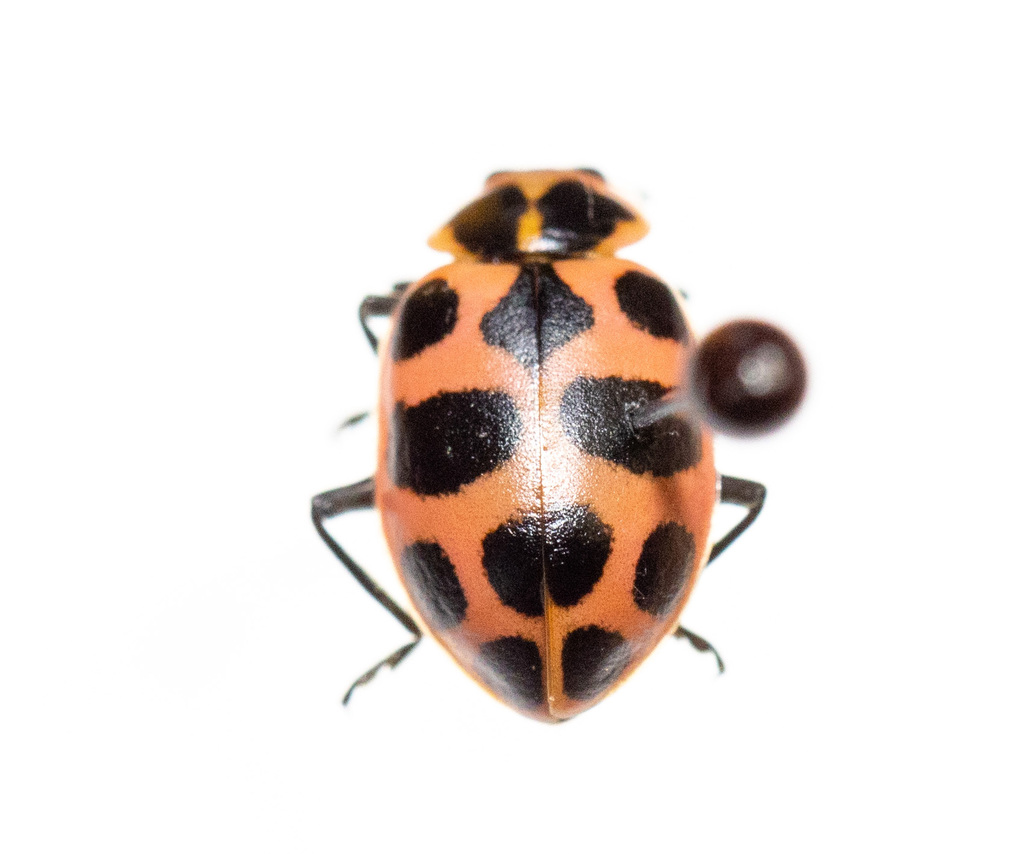 Spotted Pink Lady Beetle from Centerville, OH, USA on June 8, 2024 at ...