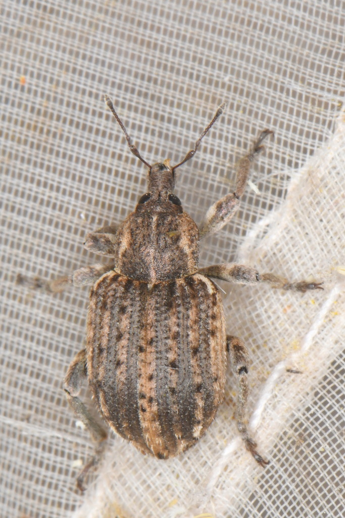 Clover Leaf Weevil from Miramas, France on June 5, 2024 at 10:36 AM by ...