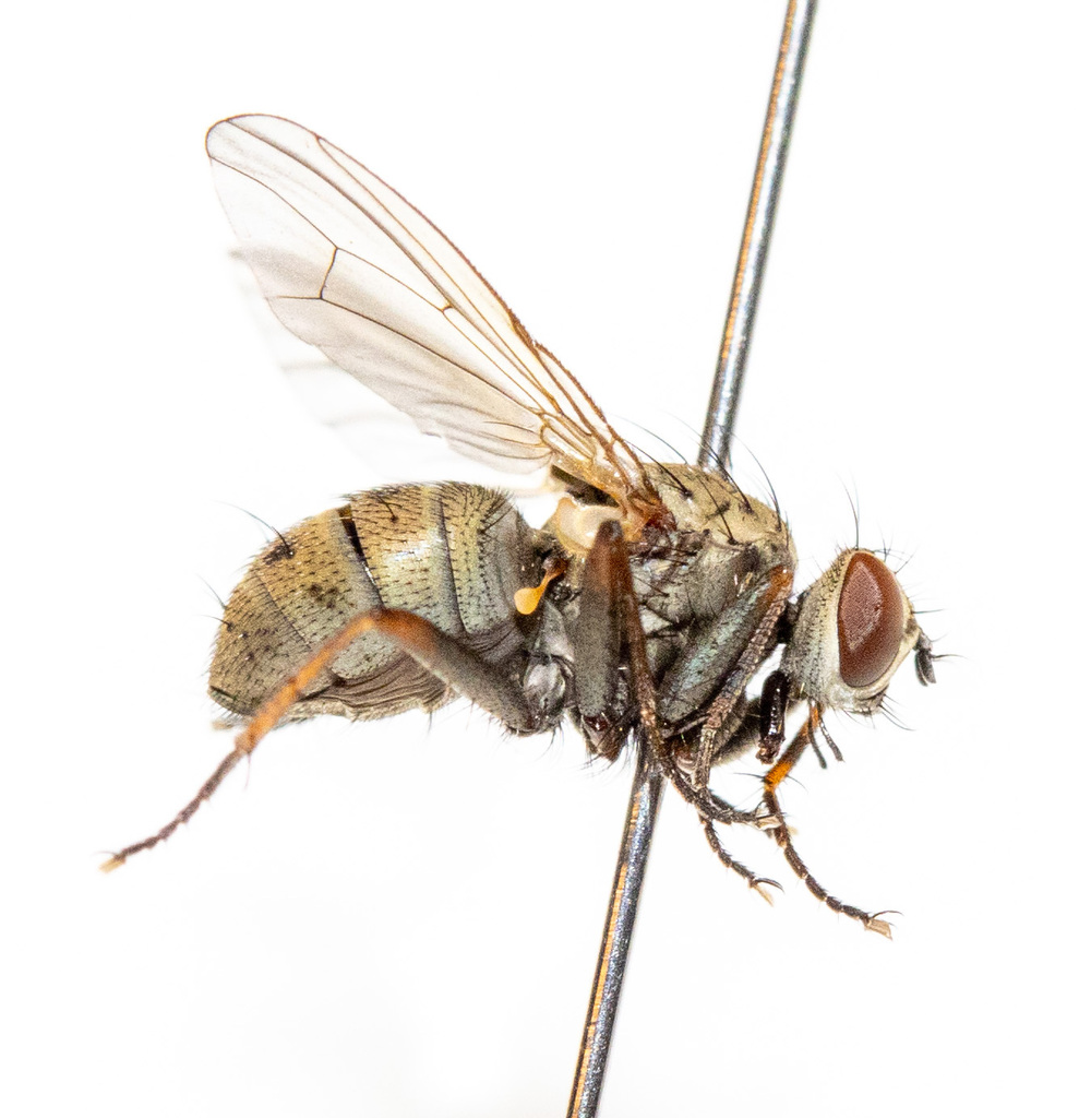 Tiger Flies from Centerville, OH, USA on June 7, 2024 at 12:43 AM by ...