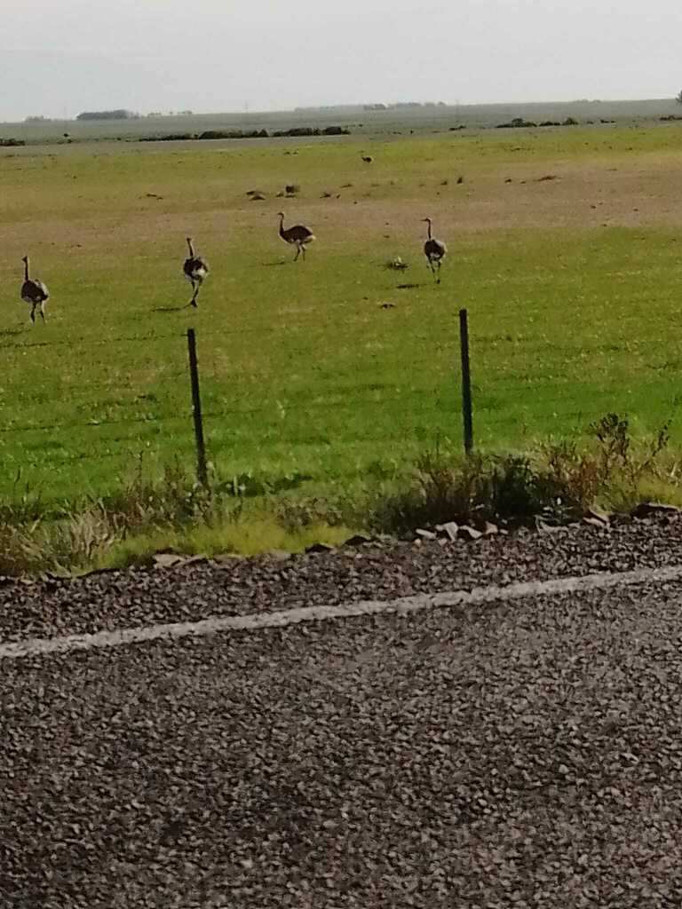 Greater Rhea from 40000 Rivera, Departamento de Rivera, Uruguay by kari ...