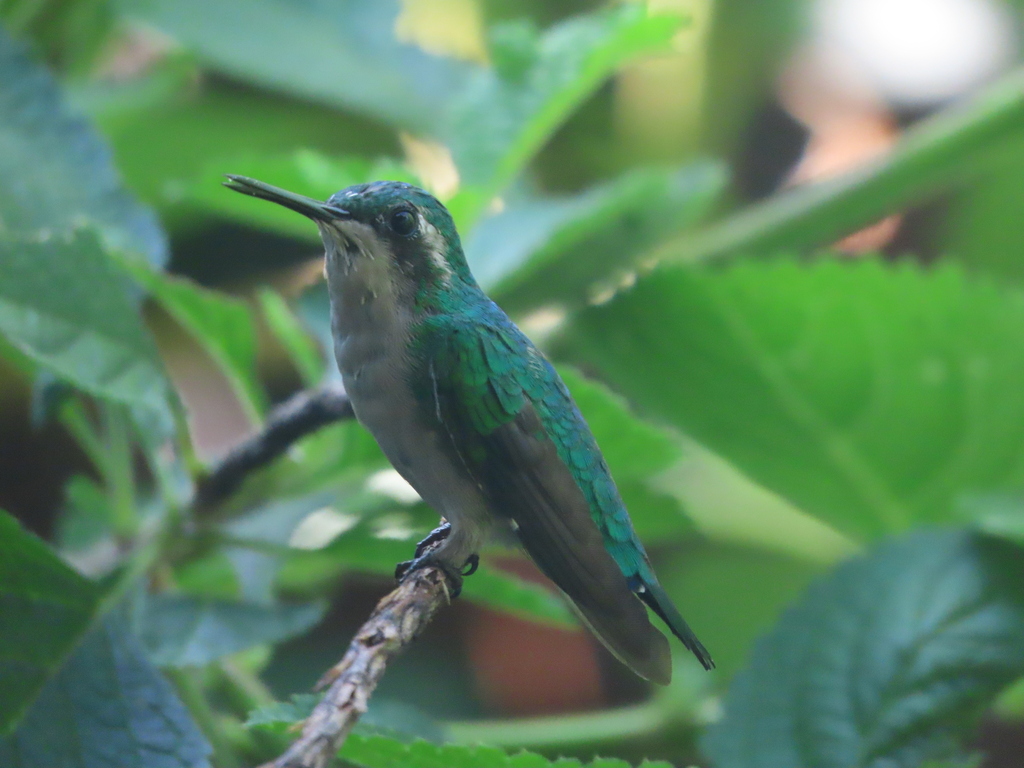 Garden Emerald from Urb. Altamar, Los Algarrobos, Panamá on June 8 ...