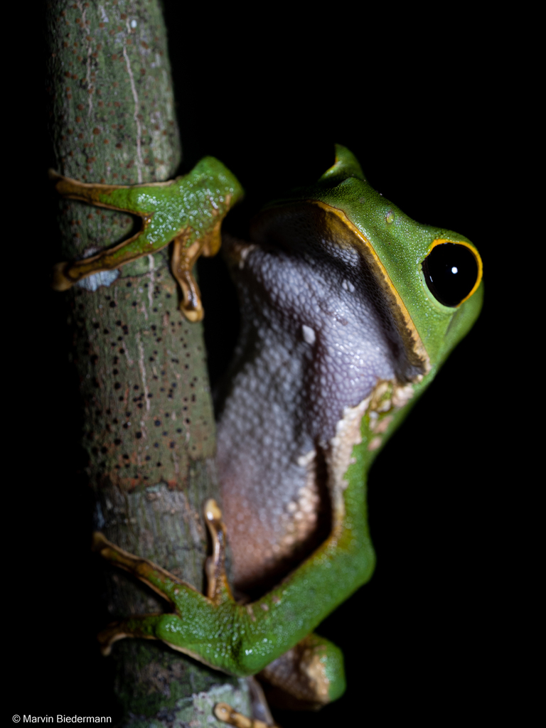 Phyllomedusa camba from Tambopata, Peru on April 16, 2024 at 08:08 PM ...
