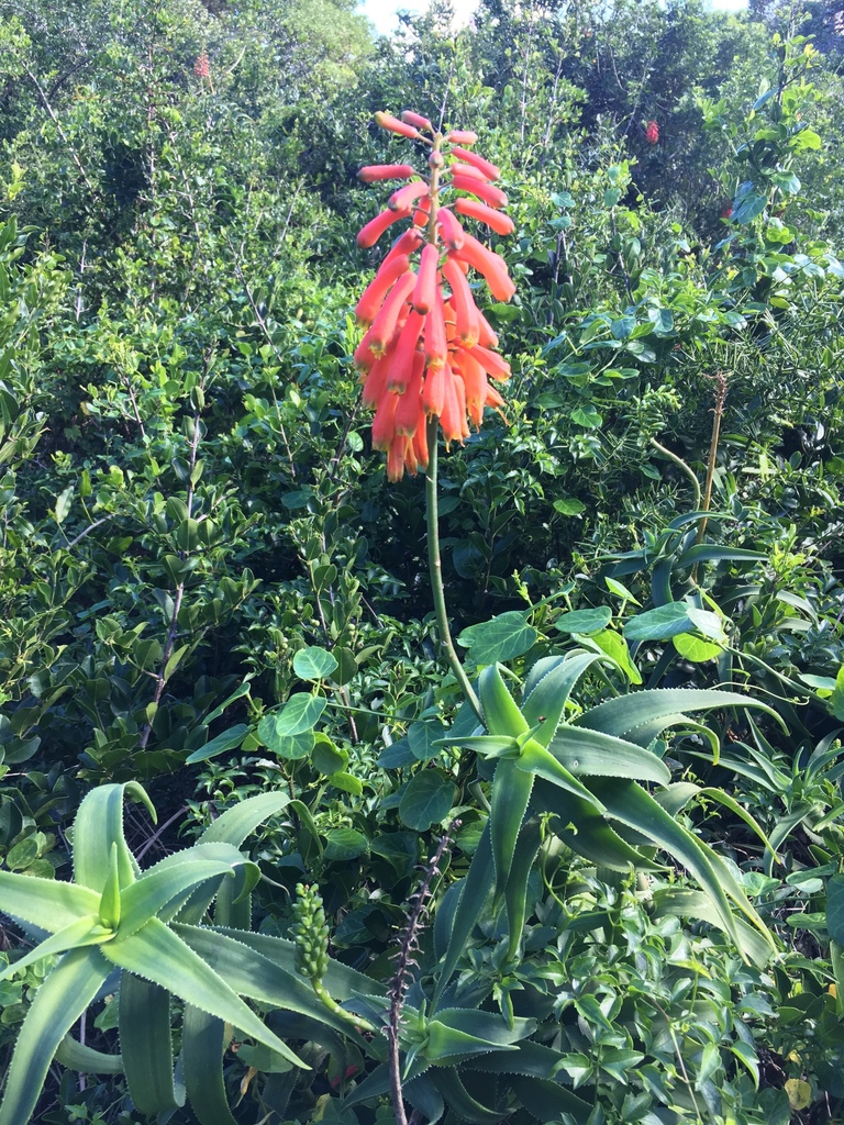 Common Climbing Aloe (Biodiversity of Fairy Glen Private Nature Reserve ...