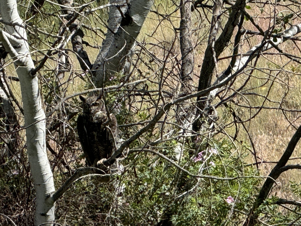 Great Horned Owl from Johnson Cres, Okanagan-Similkameen, BC, CA on ...