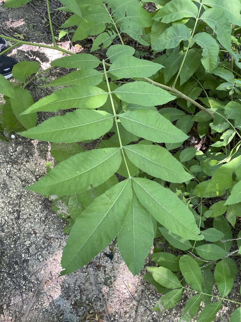walnut family from Chandor Gardens, Weatherford, TX, US on June 8, 2024 ...