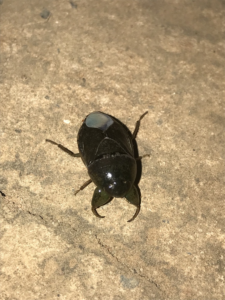 Alligator Fleas from Formosa, GO, BR on May 31, 2024 at 08:47 PM by ...