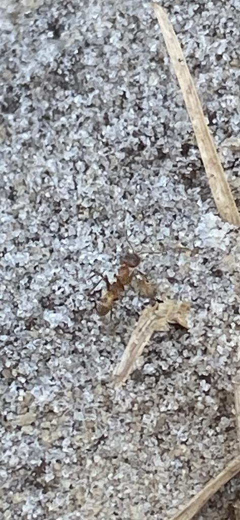 Buren's Pyramid Ant from Delta Woods Park, Spring Hill, FL, US on June ...