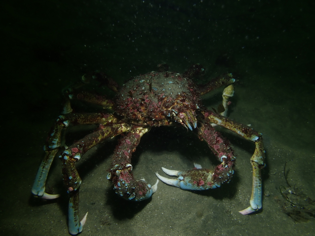 Sheep Crab from La Jolla Sores - The Canyon, San Diego County, CA, USA ...