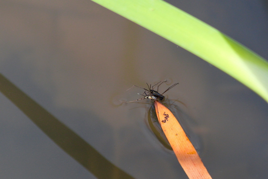 Gerris from Gillette, WY, USA on May 23, 2024 at 02:43 PM by Mr ...