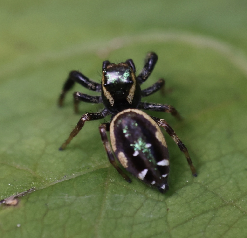 Golden Jumping Spider from Benson Hurst Dr SW, Mableton, GA, US on June ...