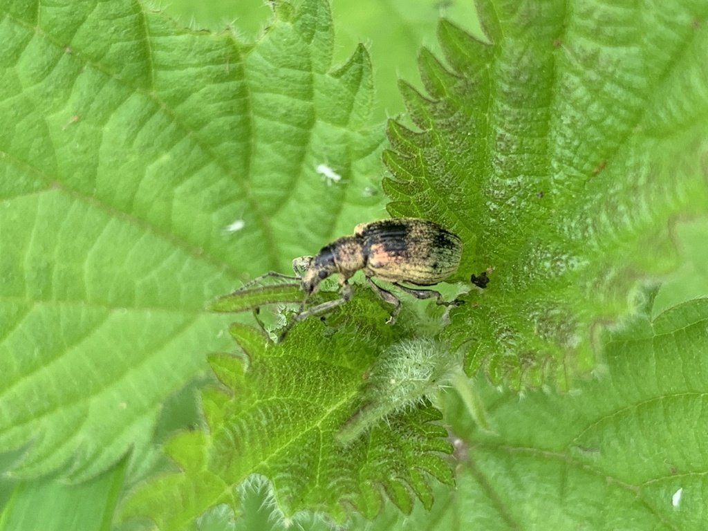 Nettle weevil from Peak District National Park, High Peak, England, GB ...