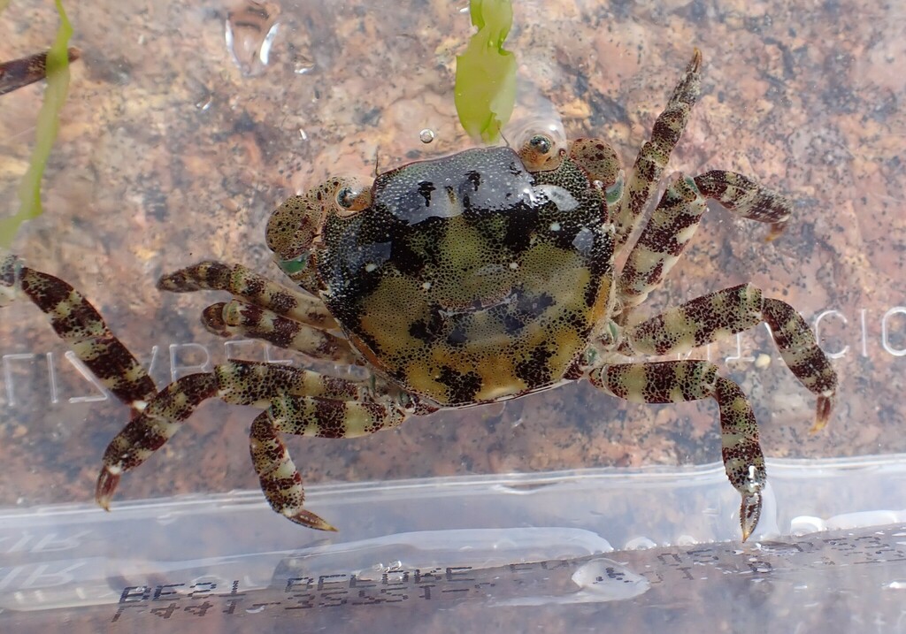 Asian Shore Crab from Portelet on June 8, 2024 at 04:00 PM by Nicolas ...