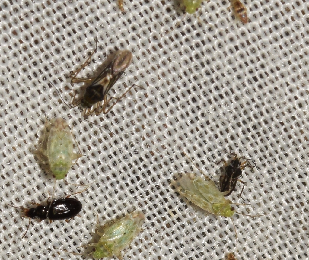 Microvelia pygmaea from Almería, España on June 7, 2024 at 11:07 PM by ...