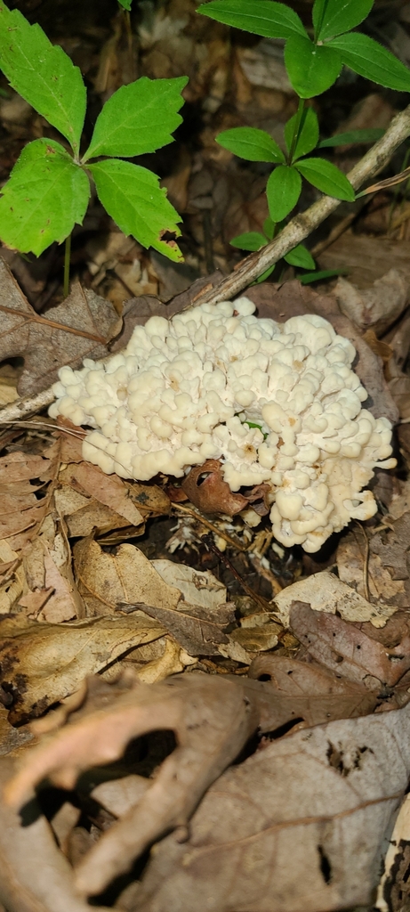 Sebacina from Shelby Township, IN, USA on June 8, 2024 at 02:02 PM by ...