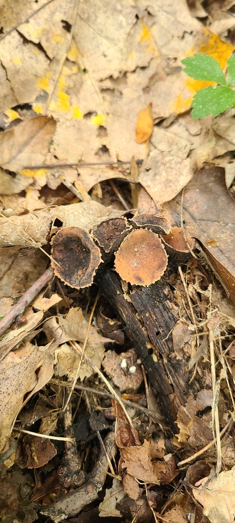 hairy rubber cup from Campbell Township, IN, USA on June 8, 2024 at 03: ...