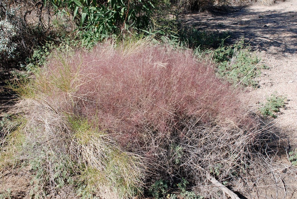 bush muhly (Bunchgrasses of the McDowell Sonoran Preserve) · iNaturalist