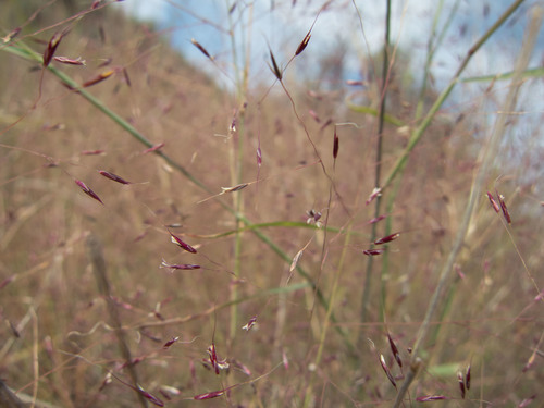 bush muhly (Bunchgrasses of the McDowell Sonoran Preserve) · iNaturalist