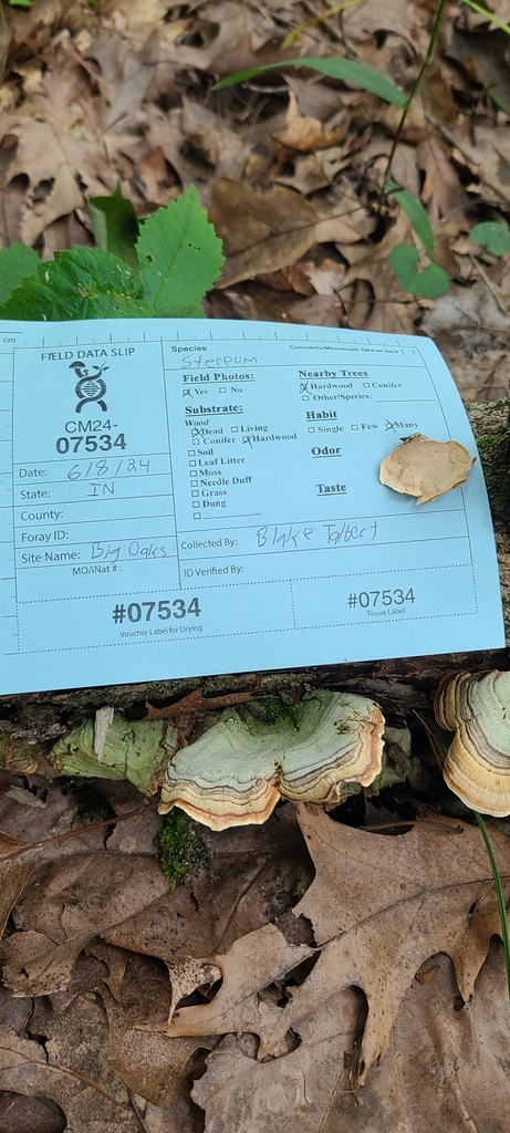 Stereum from Campbell Township, IN, USA on June 8, 2024 at 03:43 PM by ...